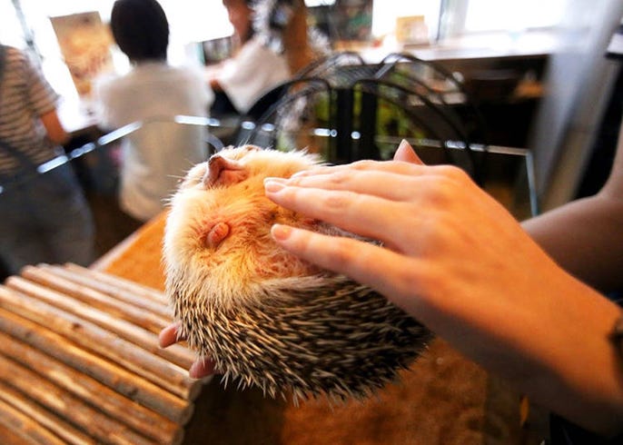 how to make hedgehog cafe