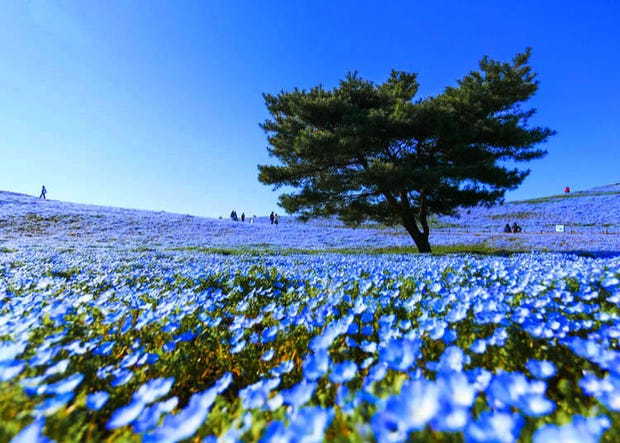 blue flower fields