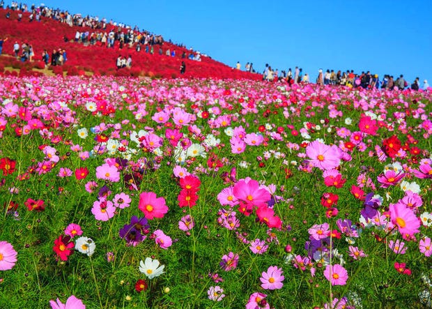Most Beautiful Flower Farms In The World | Best Flower Site