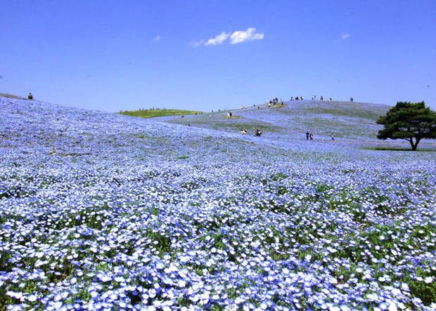 blue flower fields