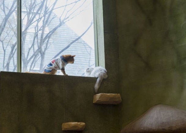 Visiting Tokyo Cat Cafe "Temari no Ouchi" - Cute and Fluffy, Just Like ...