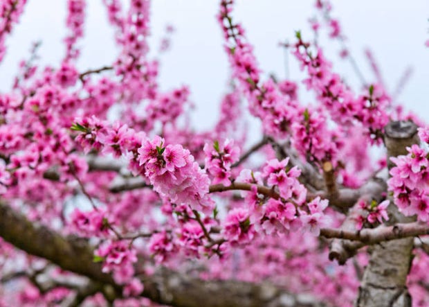 difference between bloom and flower
