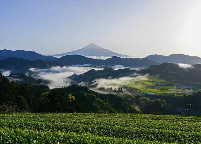 japanese tea fields