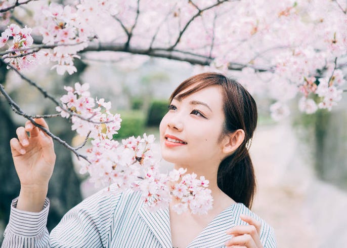 cherry tree photography