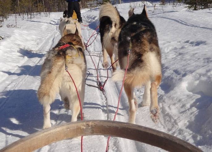 sled dogs dash