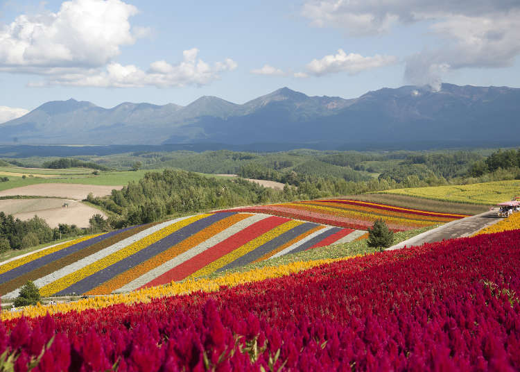 Shikisai no Oka Where Hokkaido s Hills Bloom Into A Painter s Dream Shikisai no Oka Where Hokkaido s Hills Bloom Into A Painter s Dream