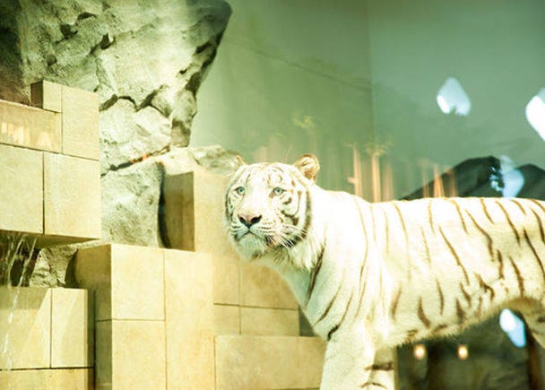 Interactive Aquazoo, NIFREL Osaka: 7 Fun Ways to Enjoy Art and Animals ...