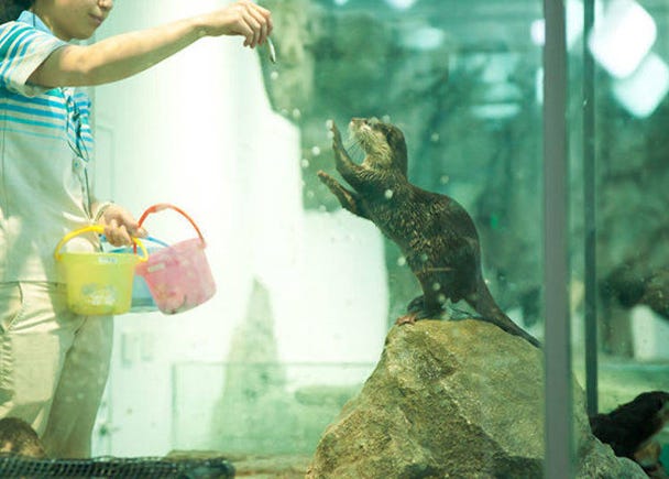 Interactive Aquazoo, NIFREL Osaka: 7 Fun Ways to Enjoy Art and Animals ...