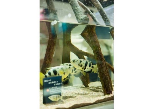 Interactive Aquazoo, NIFREL Osaka: 7 Fun Ways to Enjoy Art and Animals ...