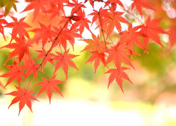 momiji tree in english