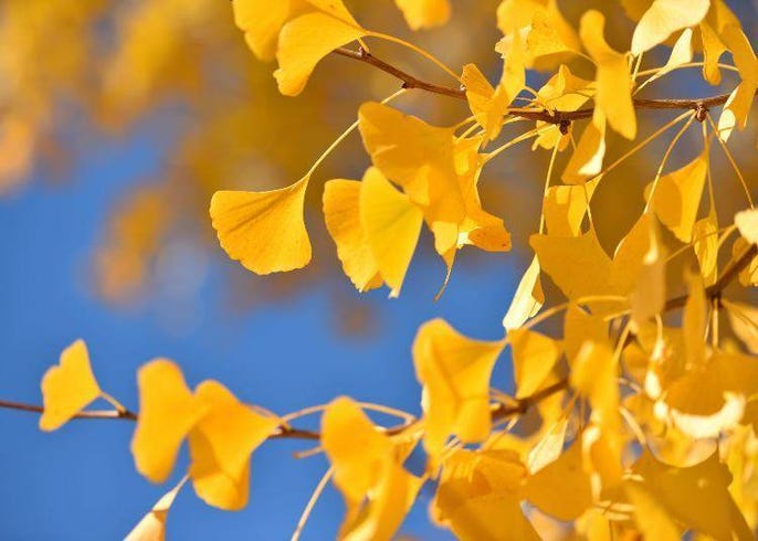 momiji tree in english