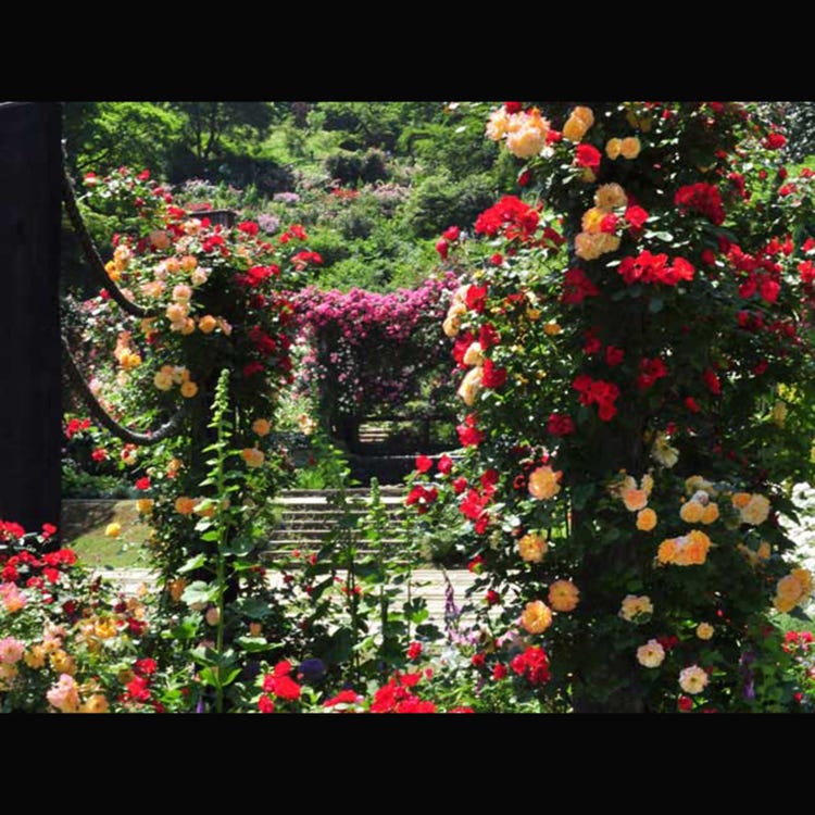 Akao Herb & Rose Garden (Atami|Zoos, Aquariums & Botanical Gardens ...