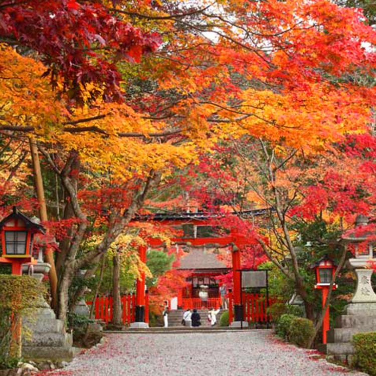kyoto Suburbs Spot List - LIVE JAPAN (Japanese travel, sightseeing and ...