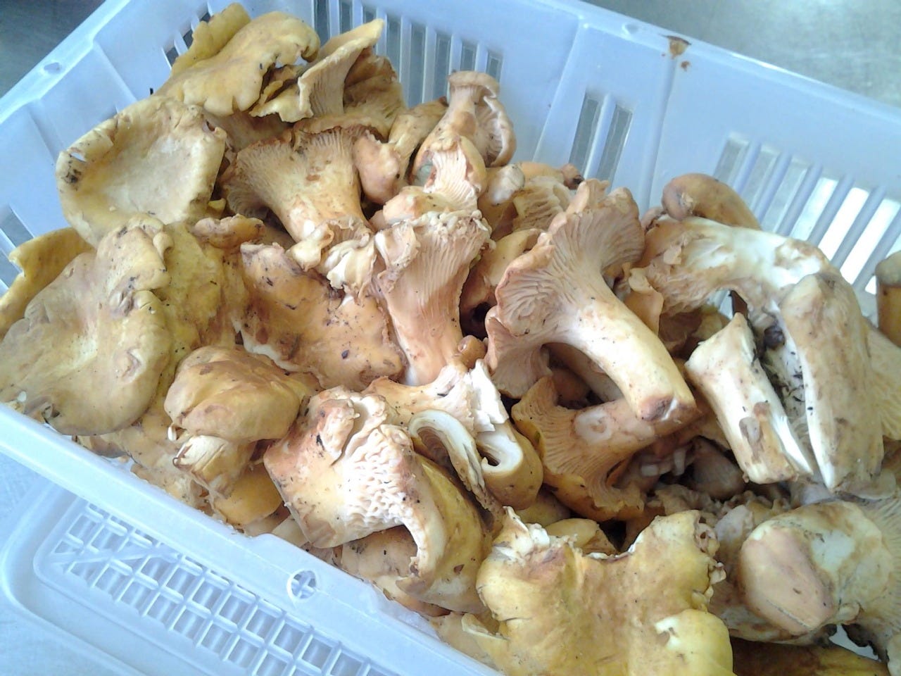 レストラン ミラベル 自慢の食材 - ジロール茸など いろいろフランス産きのこ - 楽天ぐるなび